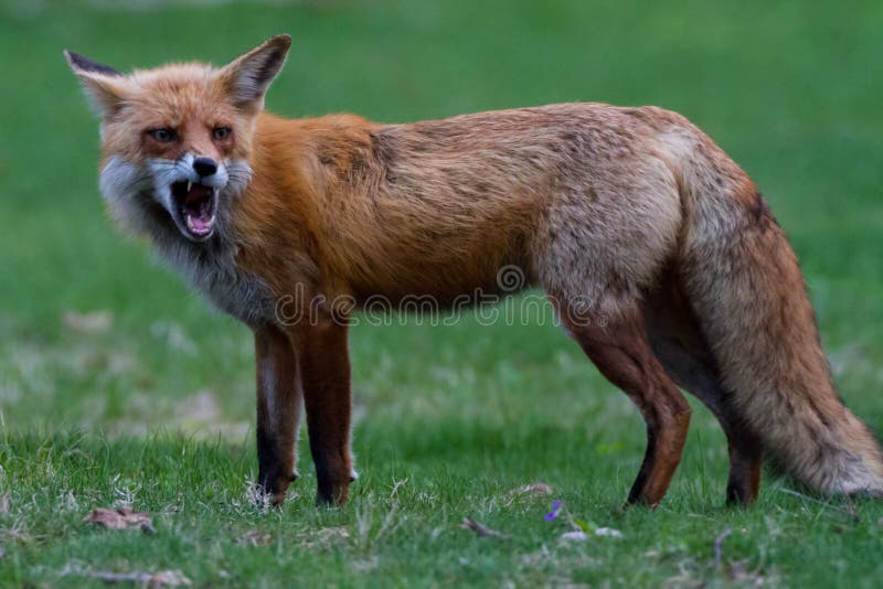 Fox rouge grognant image stock. Image du avec, brouillé - 53795697
