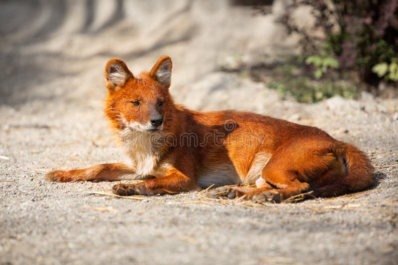 Fox Rouge Se Trouvant Sur Le Sable Image stock - Image du zoologique ...