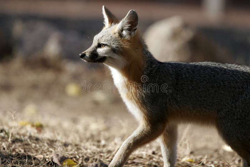 Fox Rouge, Vulpes De Vulpes Photo stock - Image du crépuscule, blanc ...