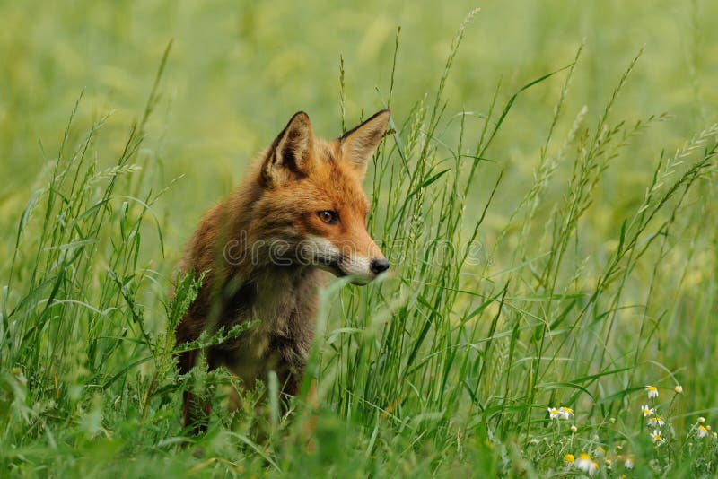Fox Rouge (Vulpes De Vulpes) Image stock - Image du mammifère, crabot ...