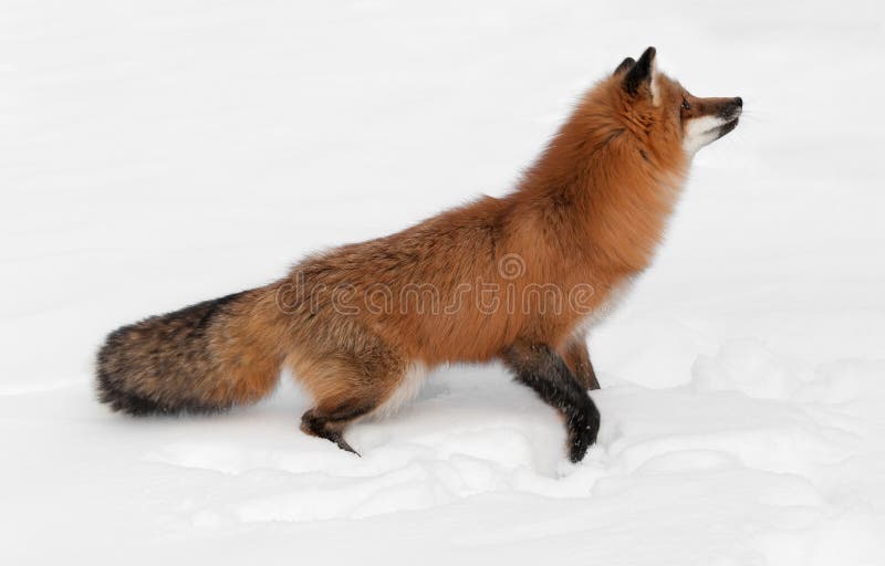 Fox Rouge (vulpes De Vulpes) Saute Image stock - Image du mammifère ...
