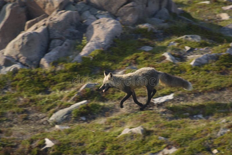 Fox on the run stock photo. Image of coast, newfoundland - 49070542