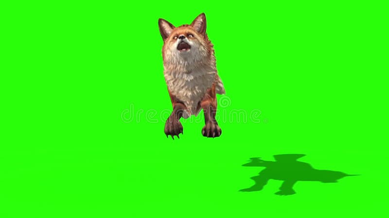 Fox Runcycle Front Green Screen 3D Rendering Animation Animals Stock ...