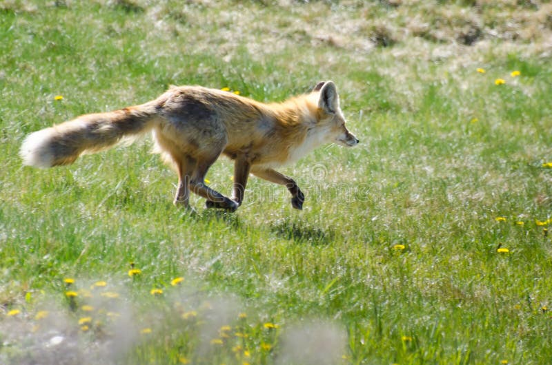Fox Running Across the Field Stock Photo - Image of scamper, grass ...