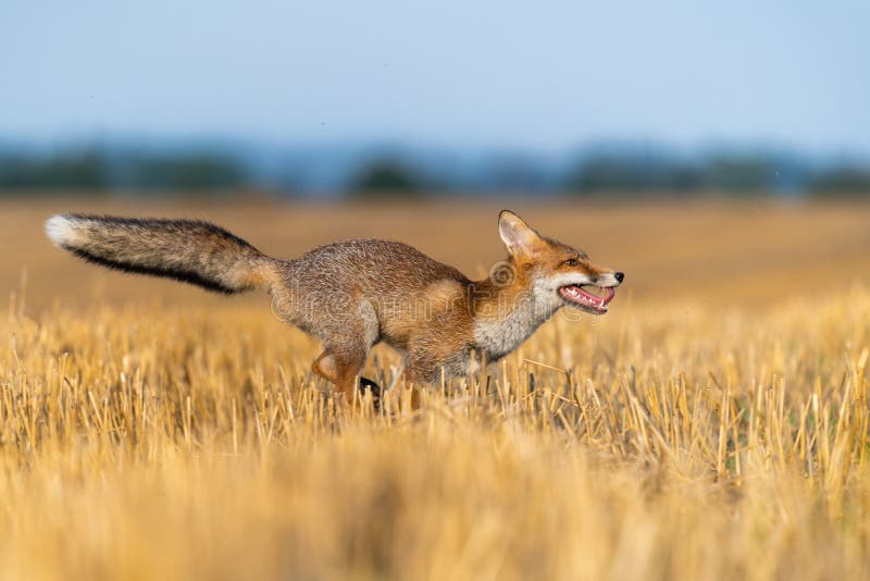 Fox Running in the Field and Looking Around Stock Photo - Image of ...