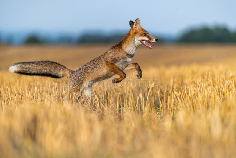 Fox Running in the Field and Looking Around Stock Image - Image of ...
