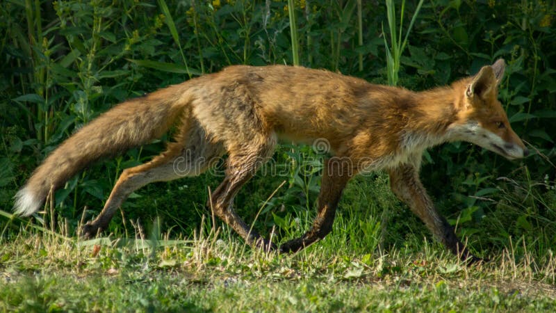 Fox running with wet feet stock photo. Image of wild - 97453118