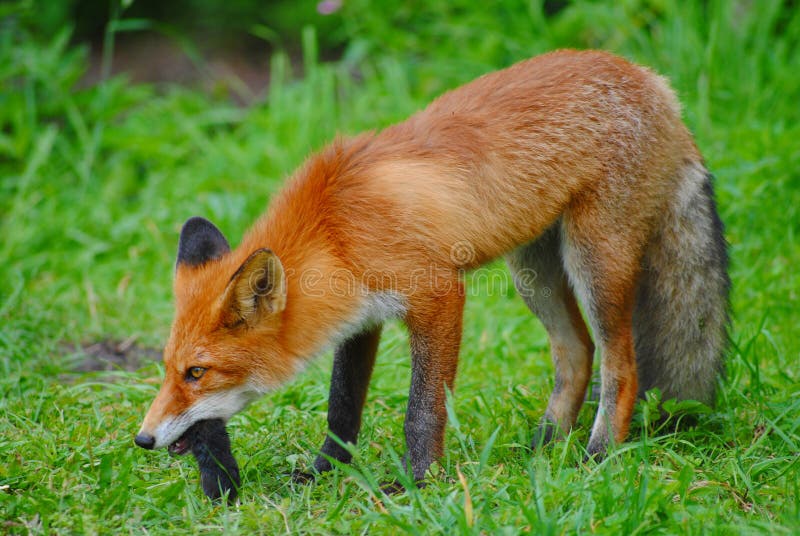 Red Fox Eating a Mouse stock photo. Image of face, orange - 132771964