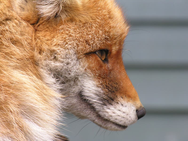 Fox s face stock image. Image of whiskers, hunt, hunting - 140419