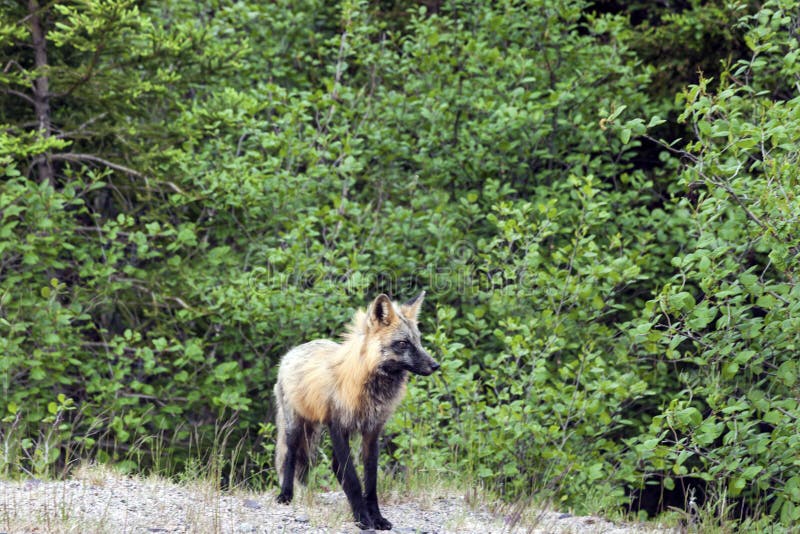 Fox seen in Newfoundland stock image. Image of foliage - 130532127