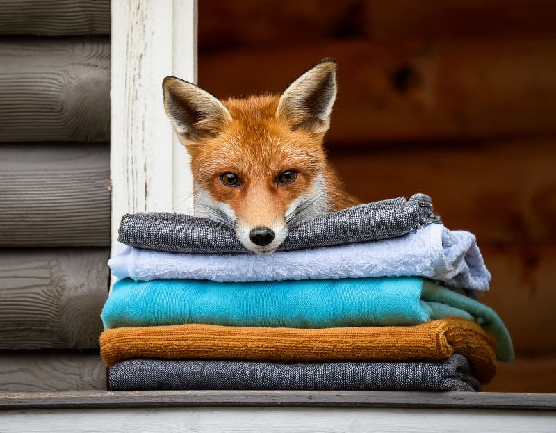 A Fox is Seen Peeking Out from Behind a Stack of Neatly Folded Laundry ...