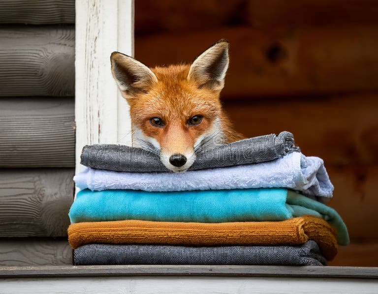 A Fox is Seen Peeking Out from Behind a Stack of Neatly Folded Laundry ...