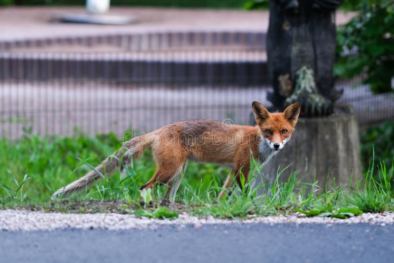 A Fox at the Side of the Road Stock Photo - Image of street, animal ...