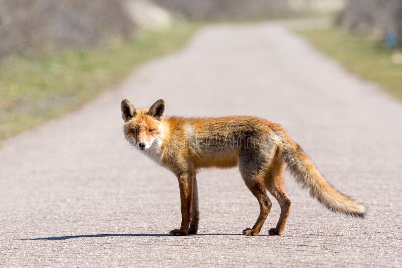 Red Fox Standing At Full Alert Stock Image - Image of snow, mikael ...