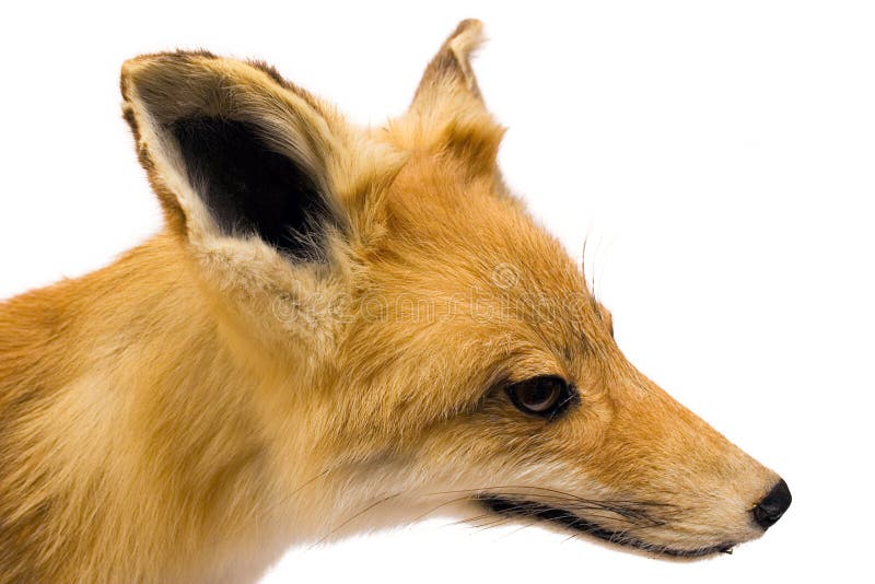 Fox (Side View) stock photo. Image of dangerous, close - 549742