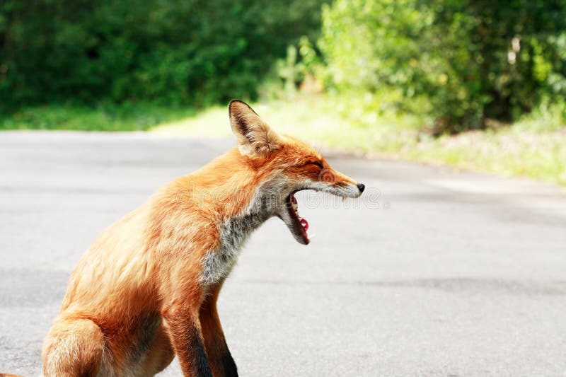 The Fox Sings a Song stock image. Image of beauty, fang - 287947429