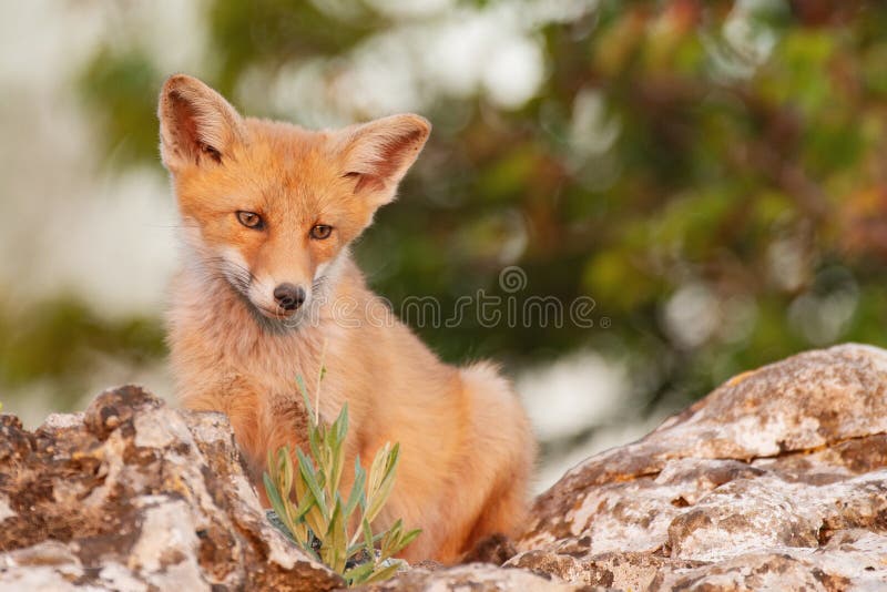 A Fox Sits on a Rock and Looks at the Camera. Vulpes Vulpes Stock Photo ...