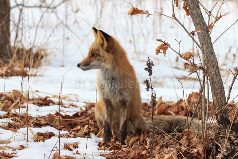The Fox Sits in the Winter Forest among the Trees and Snow Stock Image ...