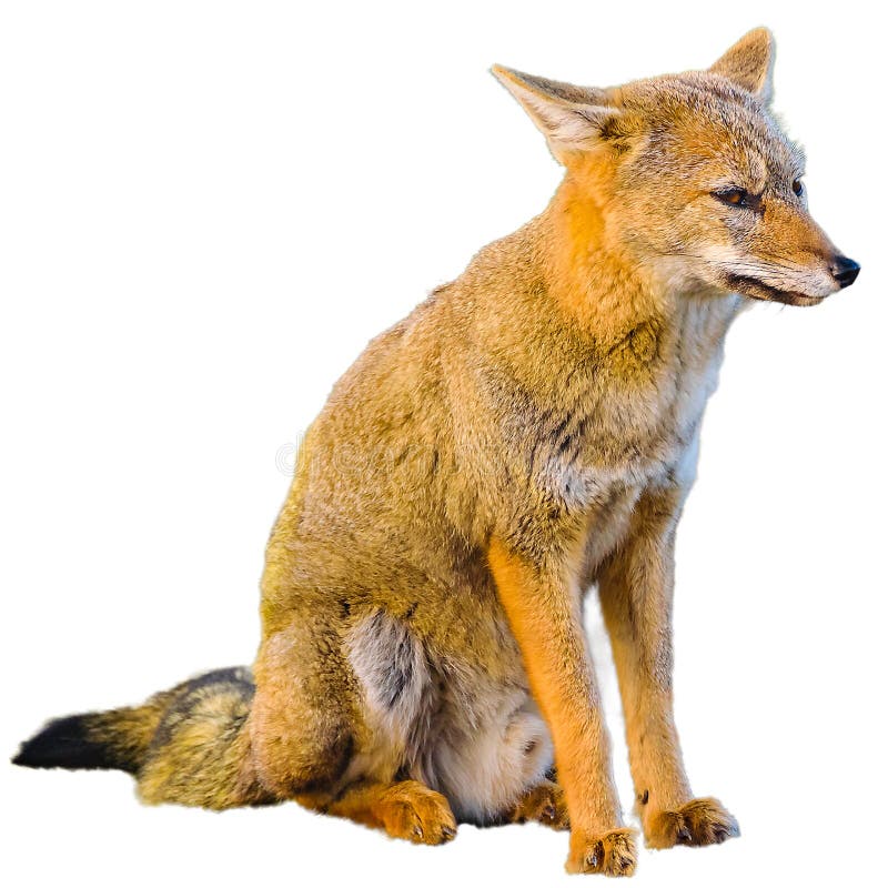 Fox sitting isolated photo stock photo. Image of hunt - 274086510