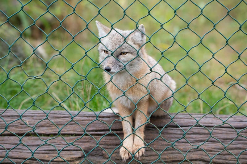 A Fox is Sitting on a Log, Behind a Fence Stock Image - Image of asia ...