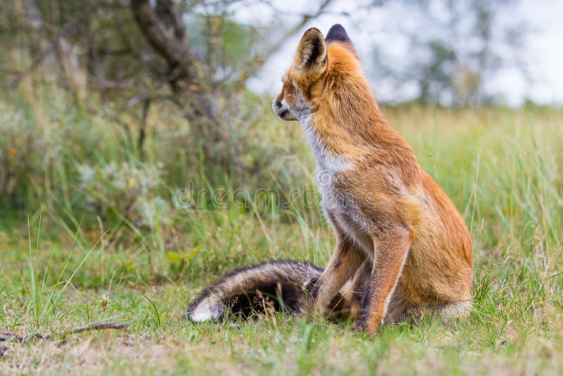 Fox stock photo. Image of grass, hair, dunes, eyes, brown - 43546172
