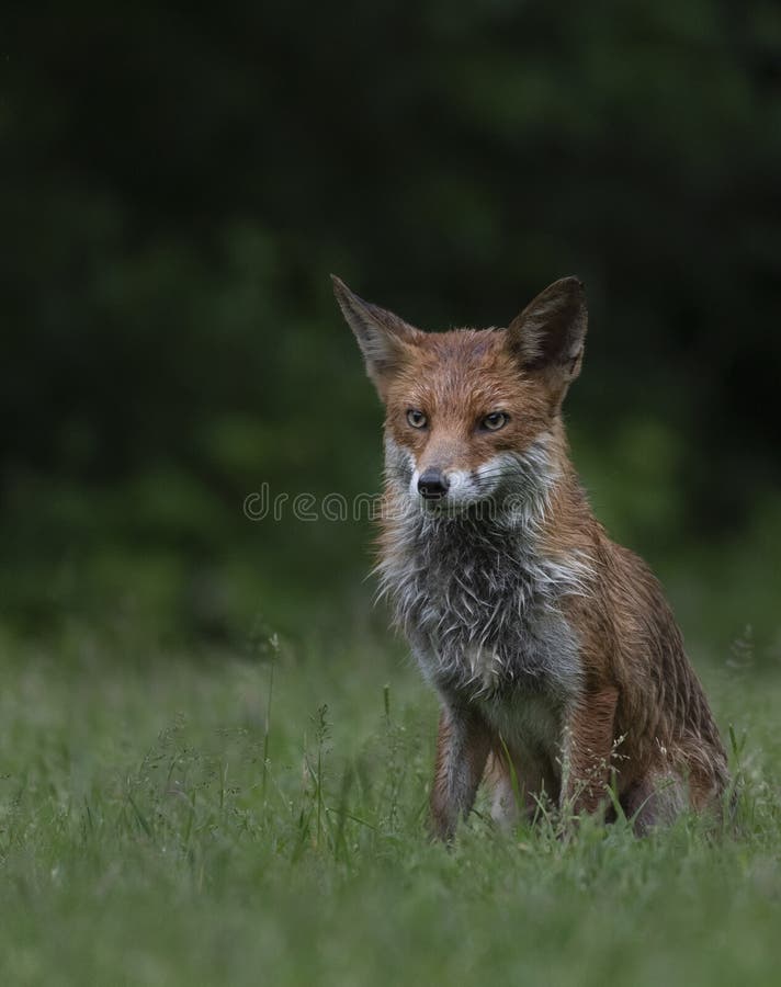 Fox waiting stock image. Image of predator, nature, wildlife - 47287965