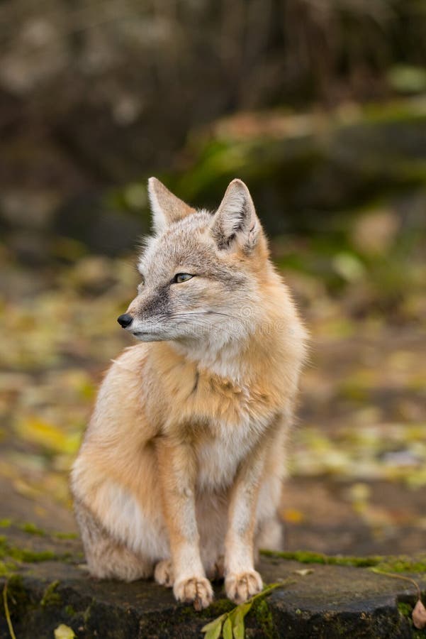 Beautiful Red Fox Sitting Rocks Stock Photos - Free & Royalty-Free ...