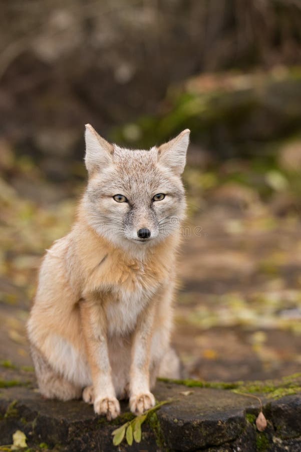 A fox is sitting on a rock stock photo. Image of forest - 121297290