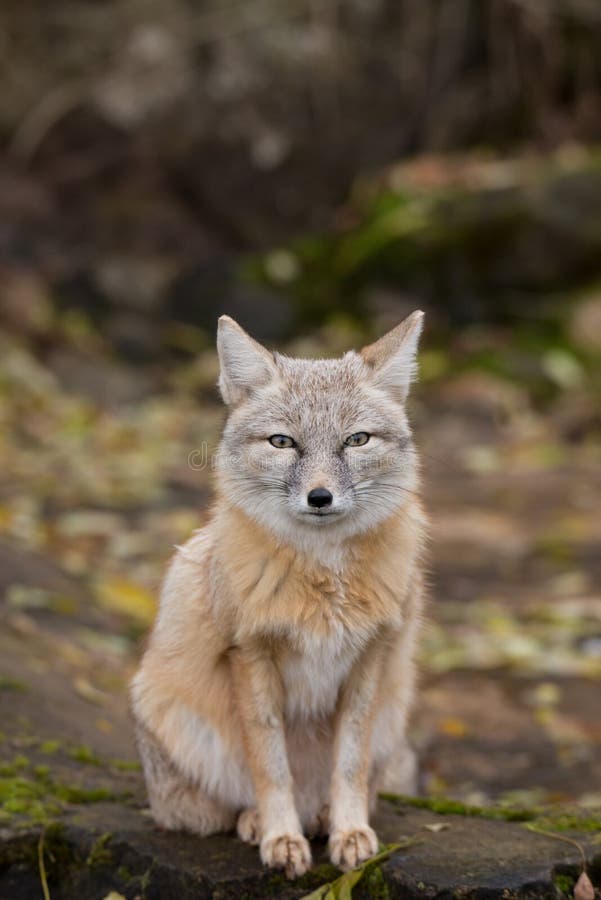 A fox is sitting on a rock stock image. Image of portrait - 121298283