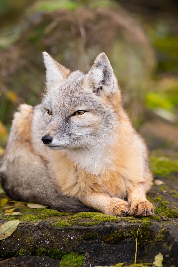 A fox is sitting on a rock stock image. Image of parc - 121300241