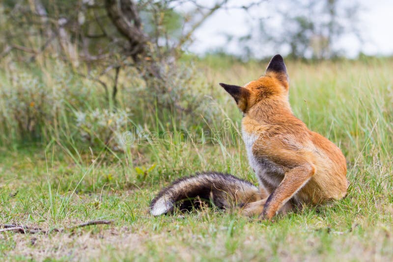 Growling Fox Stock Photos - Free & Royalty-Free Stock Photos from ...