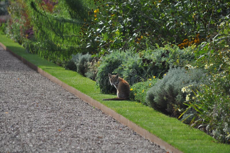 Fox Sitting stock image. Image of cute, trail, watch - 83163073