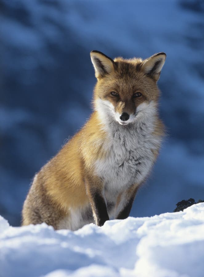 Red Fox Sitting in the Snow Stock Image - Image of season, spruce ...