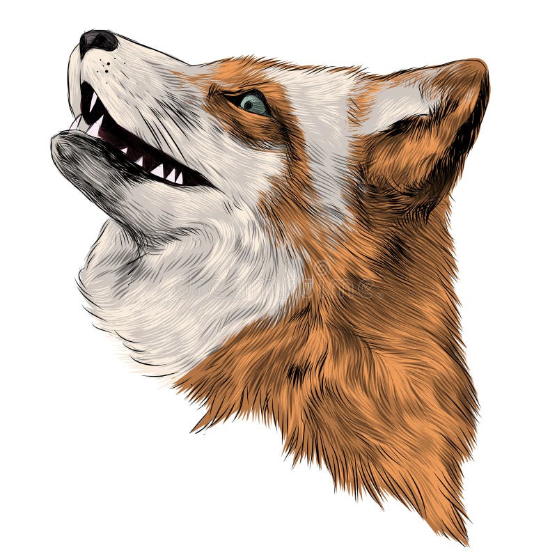 A Fox Sketch Vector Graphics Stock Vector - Illustration of sketch ...