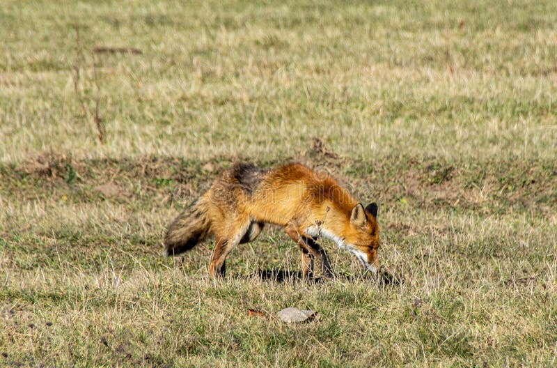 A Fox with a Skin Disease ( Scabies Stock Photo - Image of animal ...