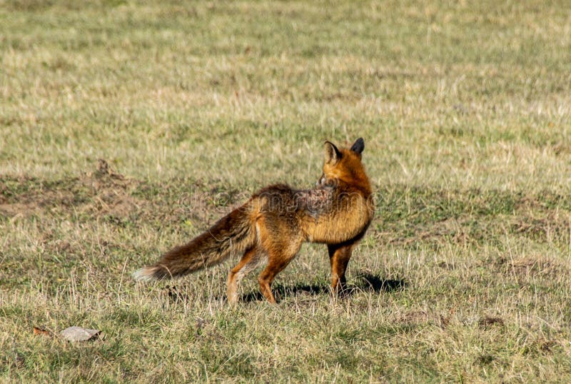 A Fox with a Skin Disease ( Scabies Stock Photo - Image of grass ...