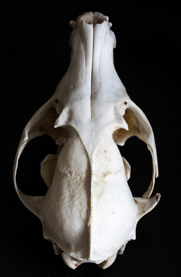Fox skull stock image. Image of research, conservation - 61930311