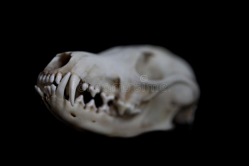 Fox skull stock photo. Image of lower, mammal, scientific - 61930572
