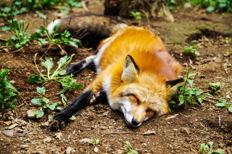 Fox sleeping on ground stock image. Image of wildlife - 84917423