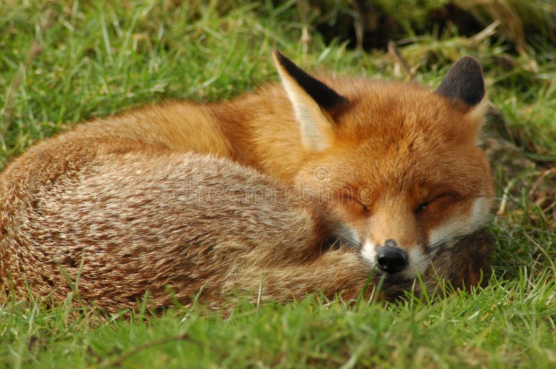 Sleeping Red Fox stock photo. Image of sleeping, mammal - 32845656