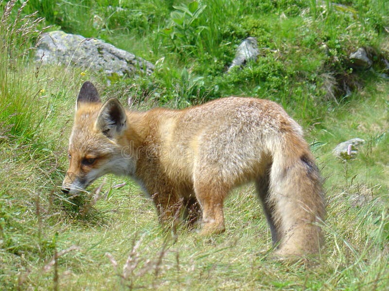 Fox in Slovakia stock photo. Image of adventure, wild, slovakia - 16148