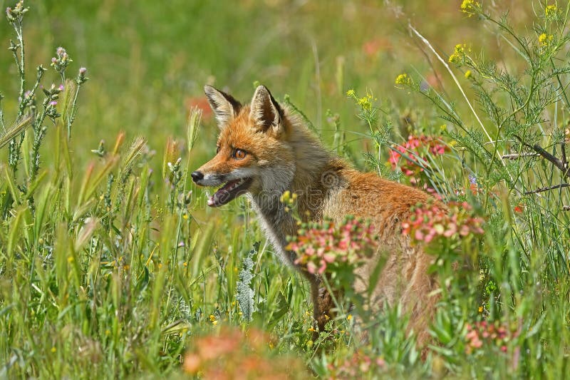 A Fox with Smiling Eyes in Spring Stock Photo - Image of comic, happy ...