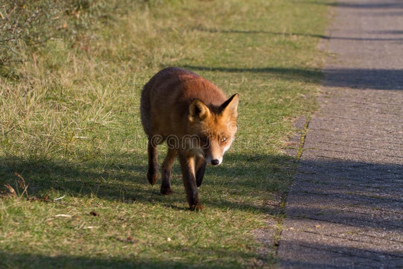 Sneaking Fox Stock Photos - Free & Royalty-Free Stock Photos from ...