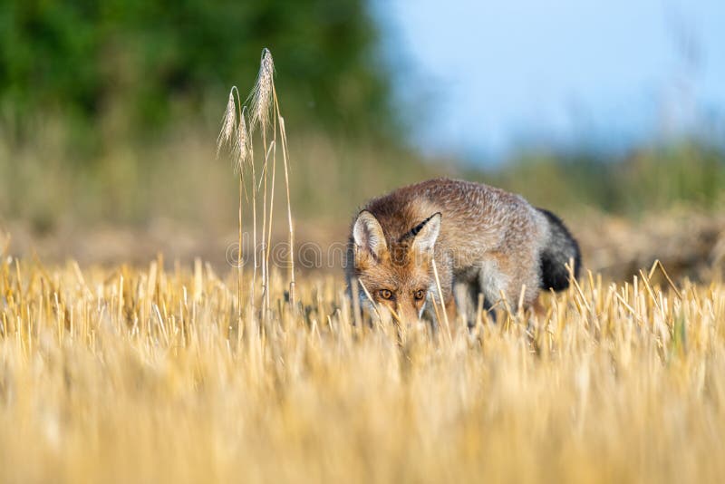 A Fox Sneaking in the Field and Looking Around Stock Image - Image of ...