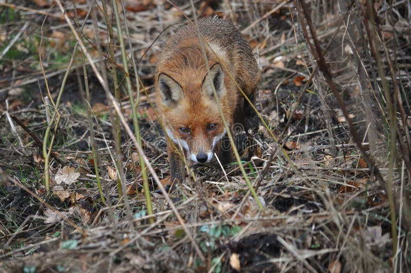 106 Fox Sneaking Stock Photos - Free & Royalty-Free Stock Photos from ...