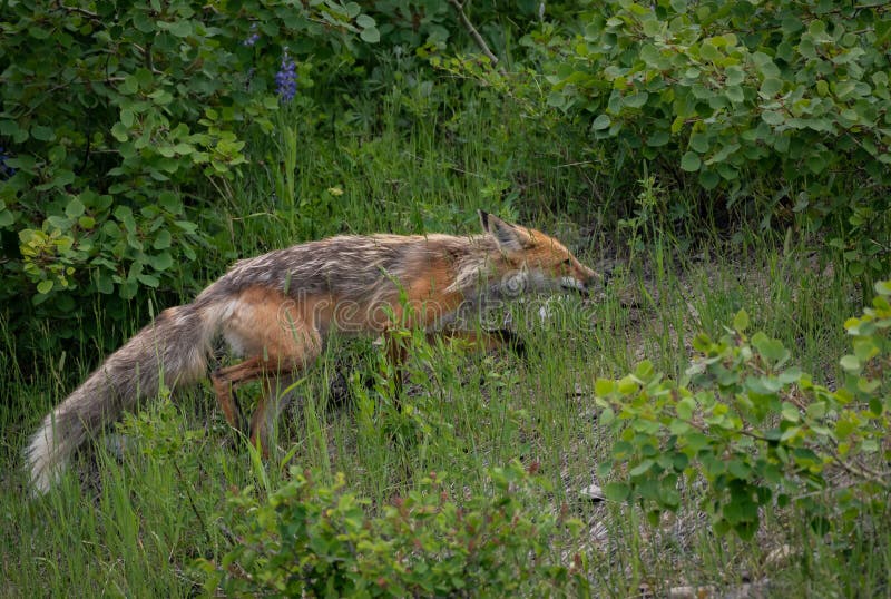 Red Fox Sneaking through Trees Stock Photo - Image of renard, trees ...