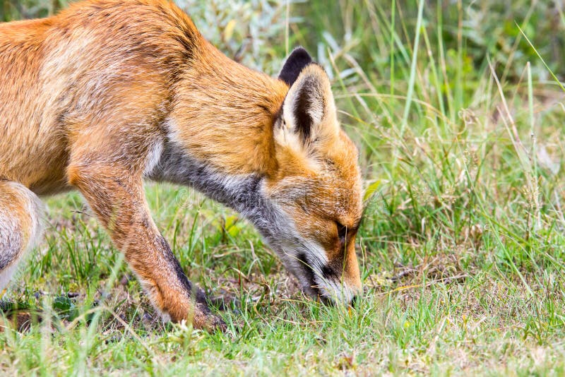 588 Fox Sniffing Stock Photos - Free & Royalty-Free Stock Photos from ...