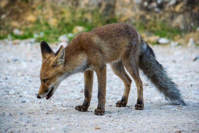 Fox snooping around 2 stock image. Image of snooping - 130757655