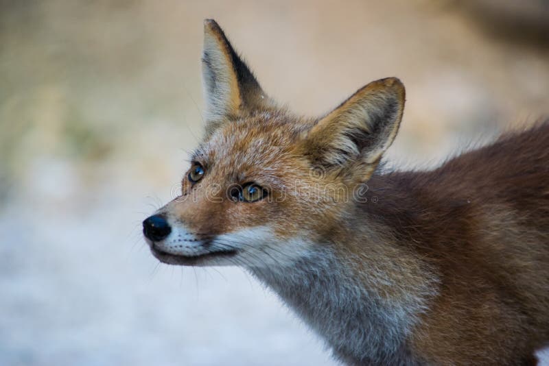 Snooping around stock photo. Image of healthy, black, activity - 2097998