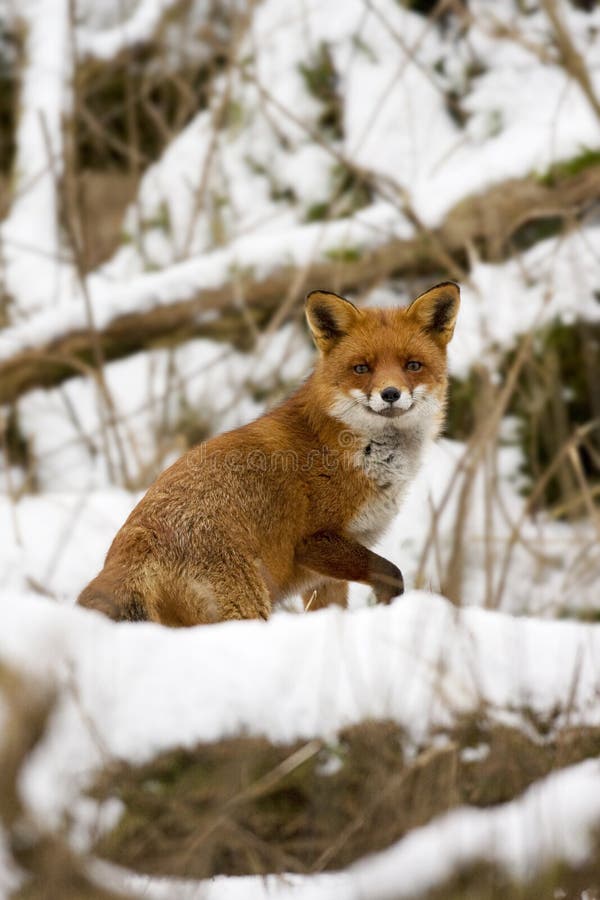 Fox in the snow stock image. Image of green, snow, nature - 13669897